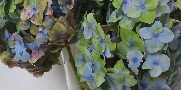 Alicia mesa OnlyFans | @aliciamesa review (Leaks, Videos, Nudes)