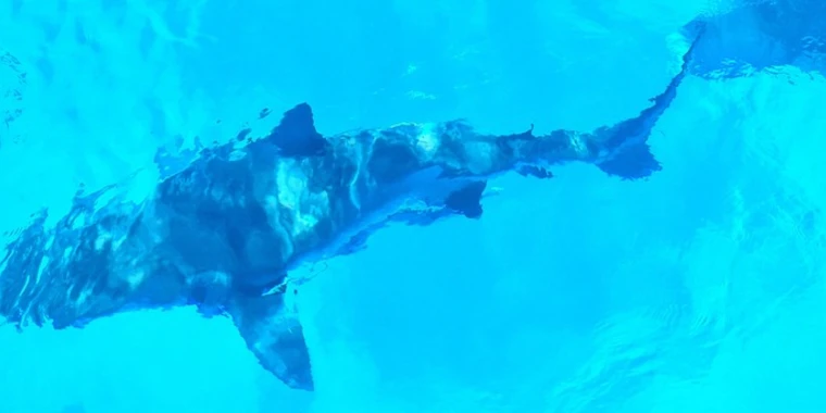 Mr. NV OnlyFans | @daddy_nv review (Leaks, Videos, Nudes)