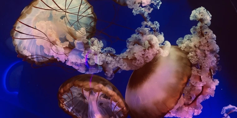 Ekkeko OnlyFans | @ekkeko_south review (Leaks, Videos, Nudes)