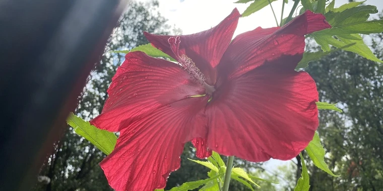 Mimi May OnlyFans | @mimimaycandy review (Leaks, Videos, Nudes)