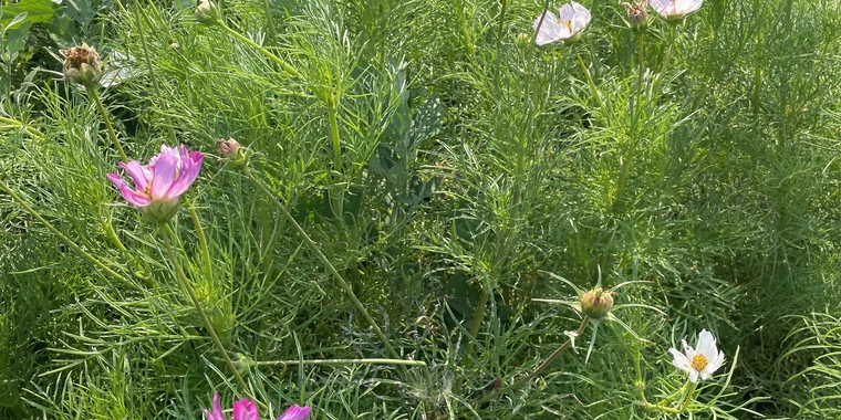 Shalaylay OnlyFans | @ponani review (Leaks, Videos, Nudes)