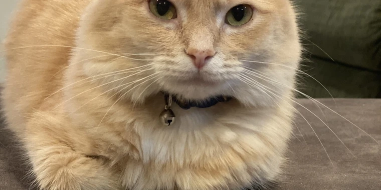 ShellShell OnlyFans | @shell-bell review (Leaks, Videos, Nudes)