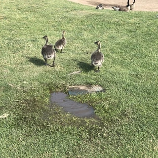 Jaryl A OnlyFans | @jaryl-a review (Leaks, Videos, Nudes)